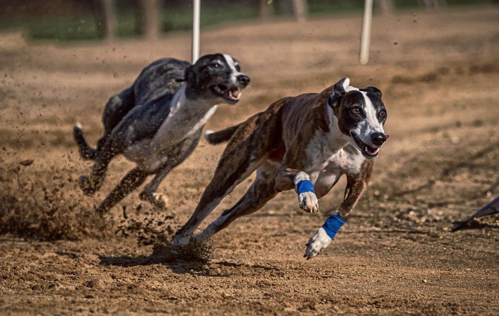 Why Are Whippets So Fast? - Genetics, Heritage & More