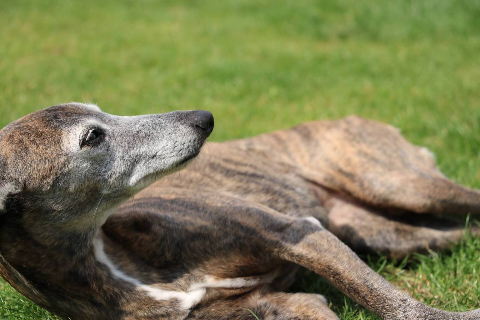 When Is A Whippet Fully Grown? - Stages Of Development