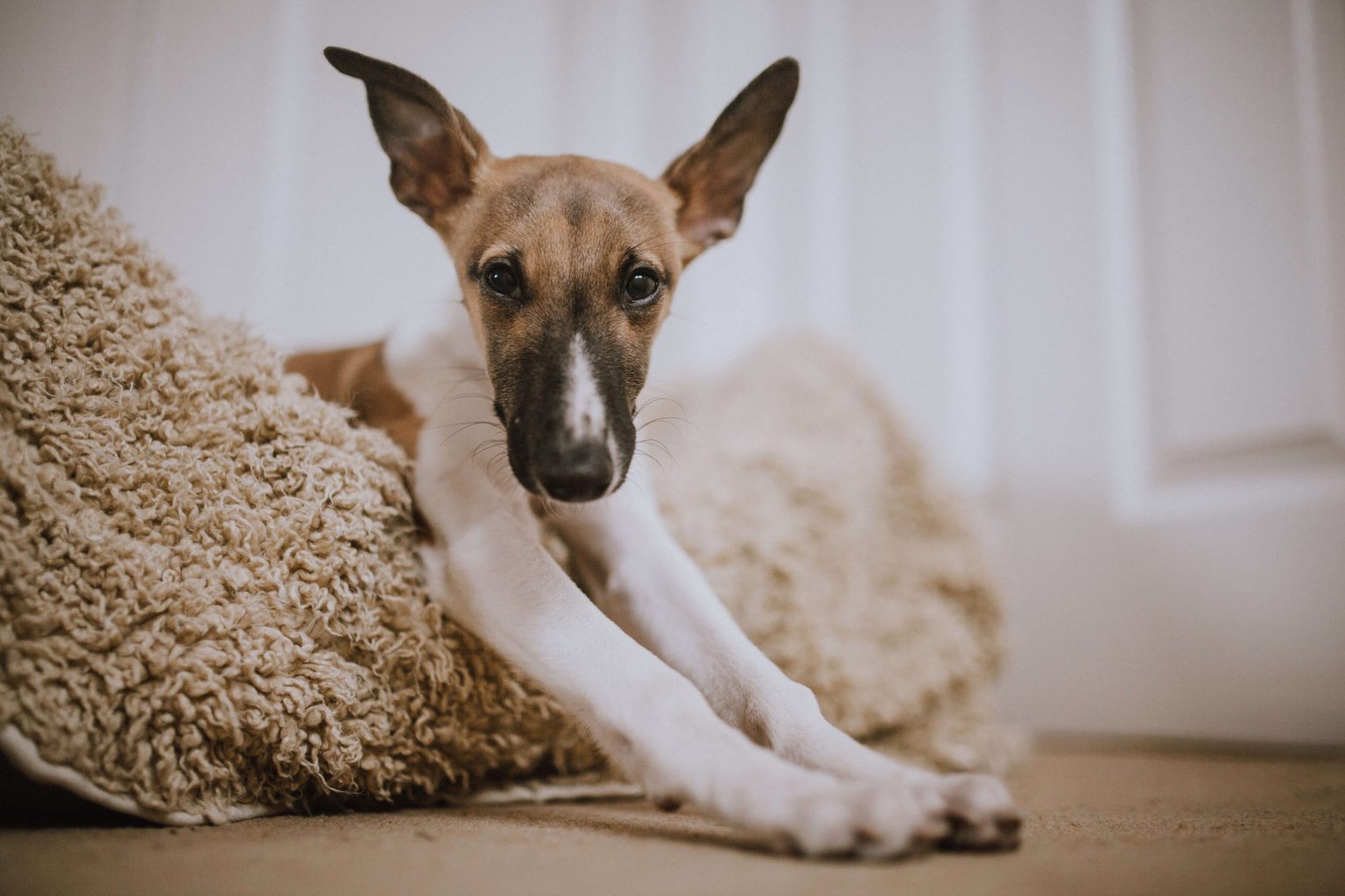 Is A Whippet A Good Apartment Dog? - You Need to Know This