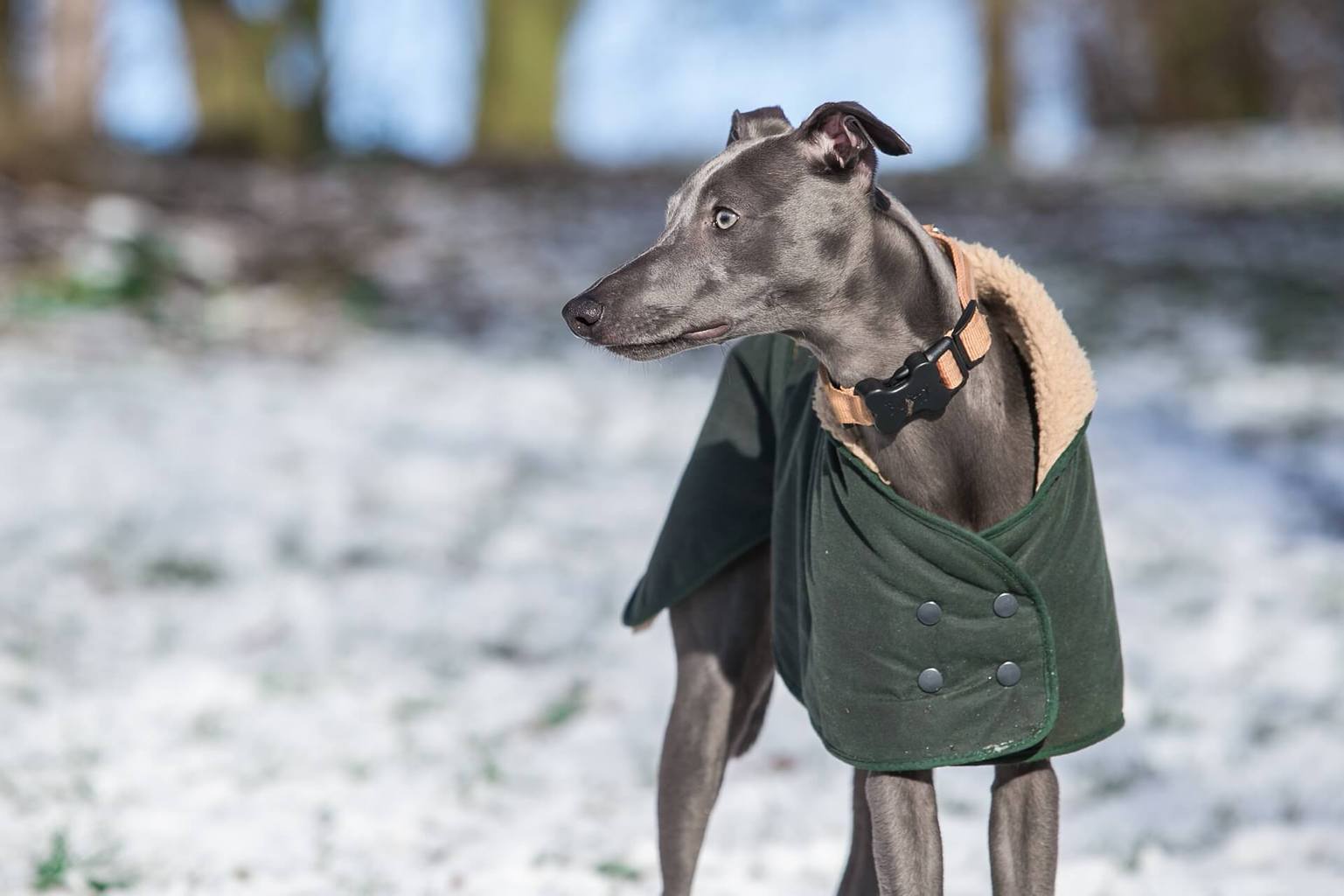 Is A Whippet A Good First Dog? - What You Need To Know