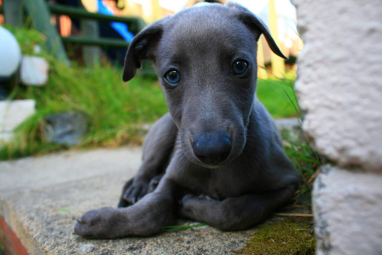 Do Whippets Like To Cuddle? - WhippetCentral