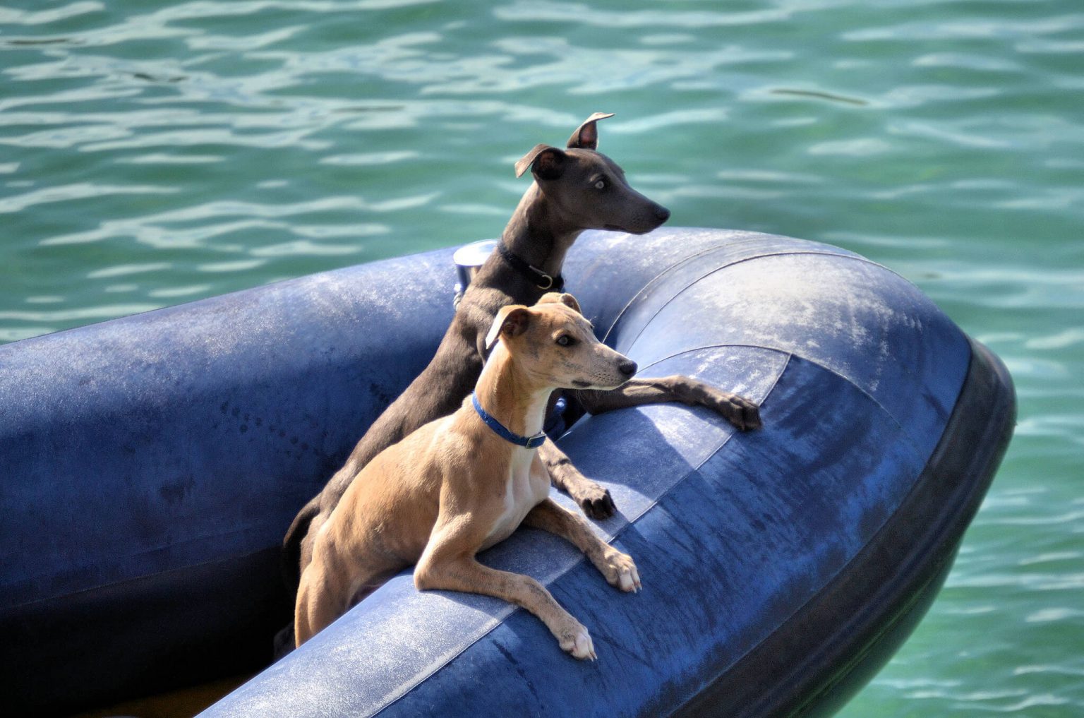 Do Whippets Bark A Lot? (The Truth) - WhippetCentral