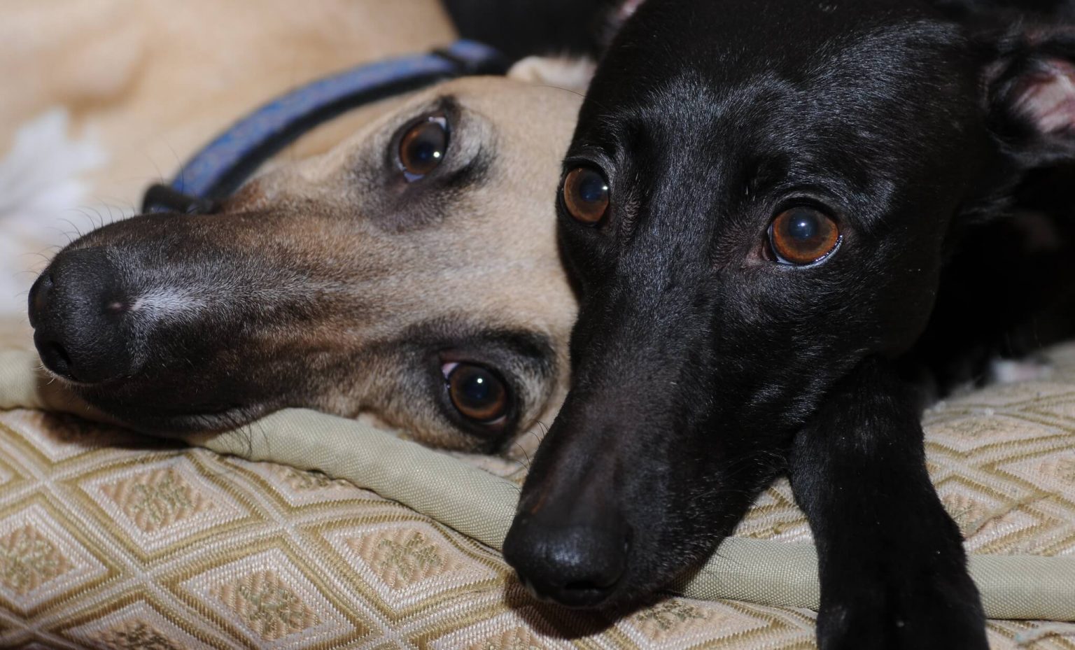 Are Whippets Dangerous Dogs? - What You Need To Know!