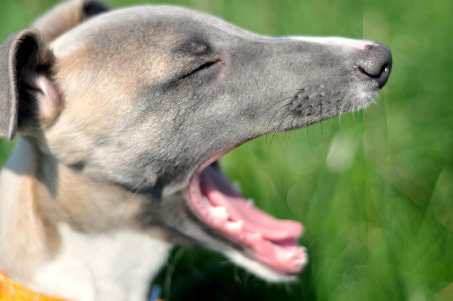 Does The Whippet Attack Intruders