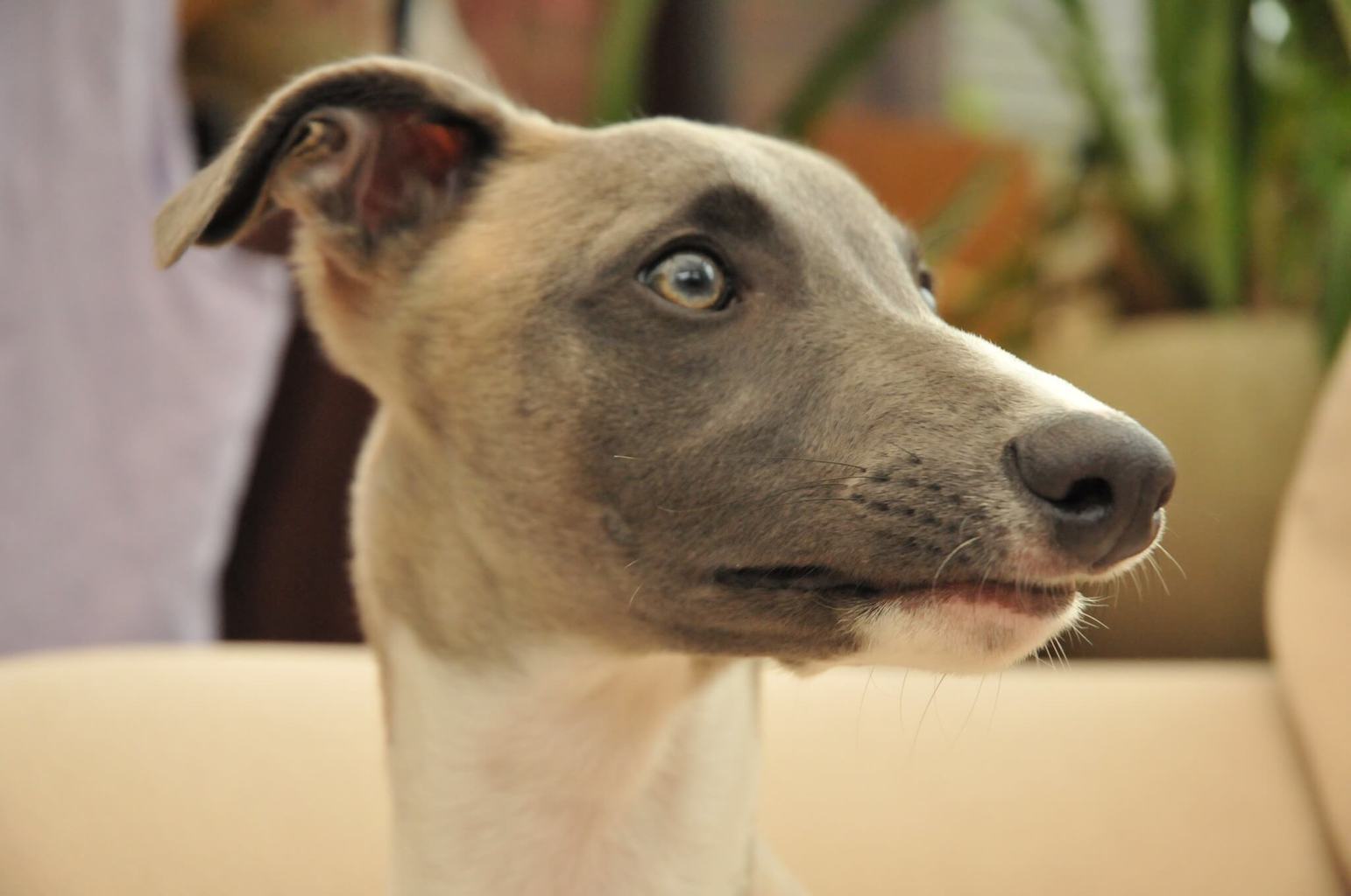 Do Whippets Get Separation Anxiety? - WhippetCentral