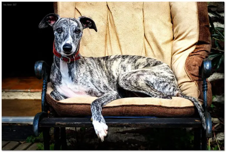 Whippet Training Tips & More - WhippetCentral