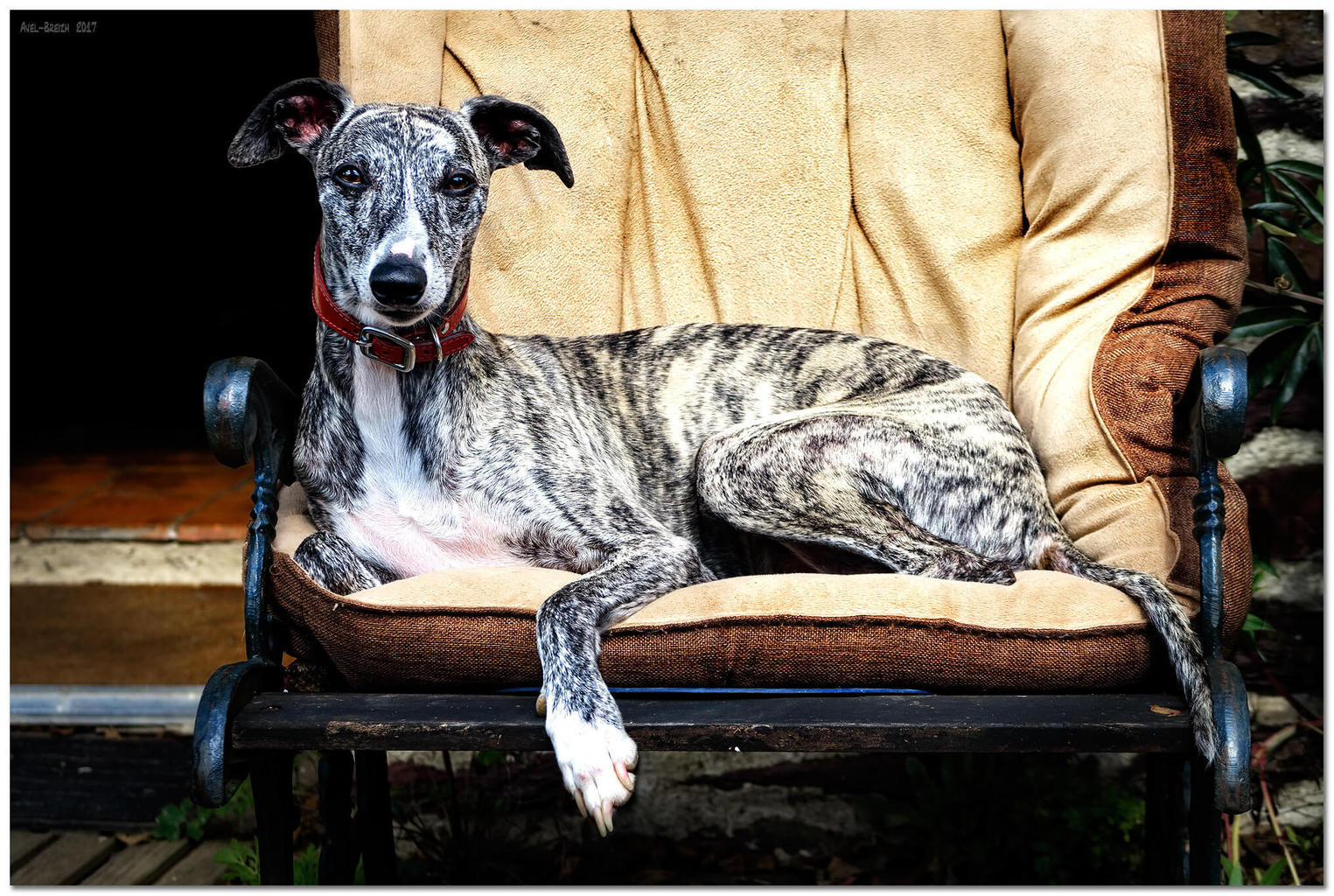 Do Whippets Bark A Lot? (The Truth) - WhippetCentral