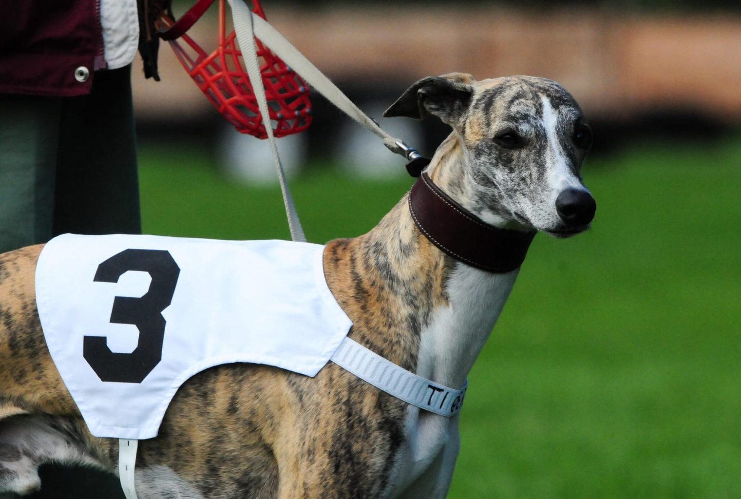 How Big Do Whippets Get? - What To Expect - WhippetCentral