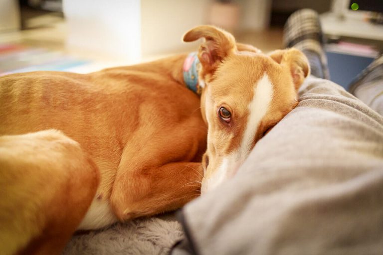 Are Whippets Good With Children? - Aggression, Traits & More