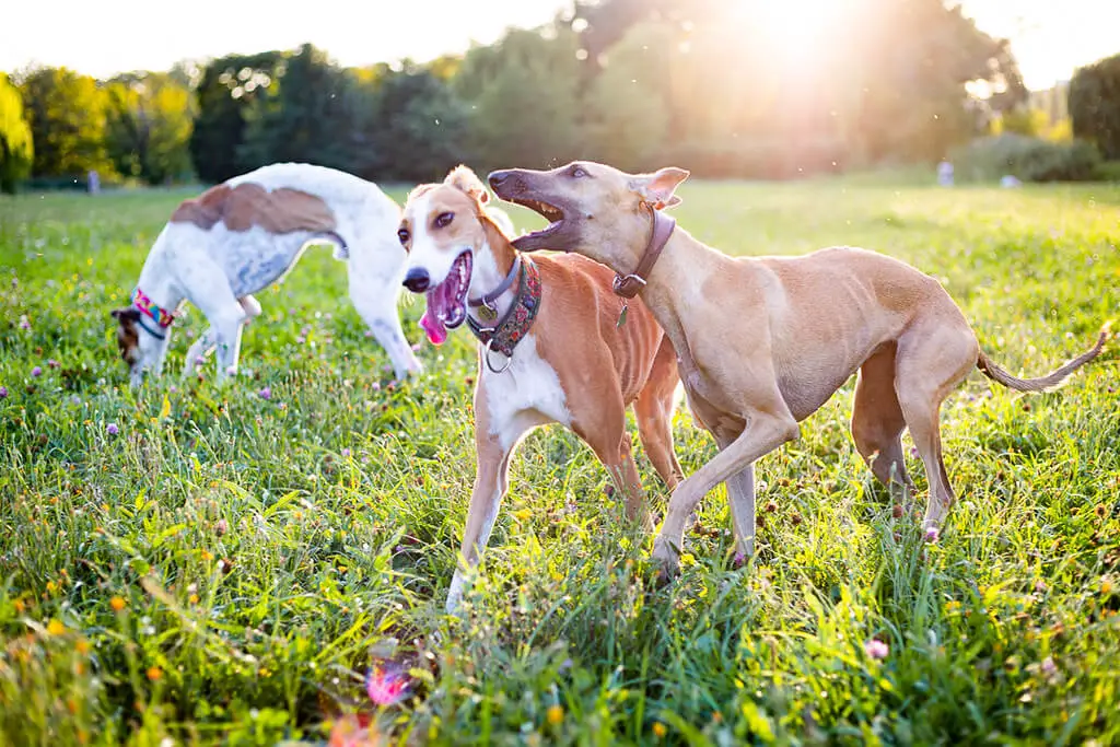 Are Whippets Good With Children? - Aggression, Traits & More