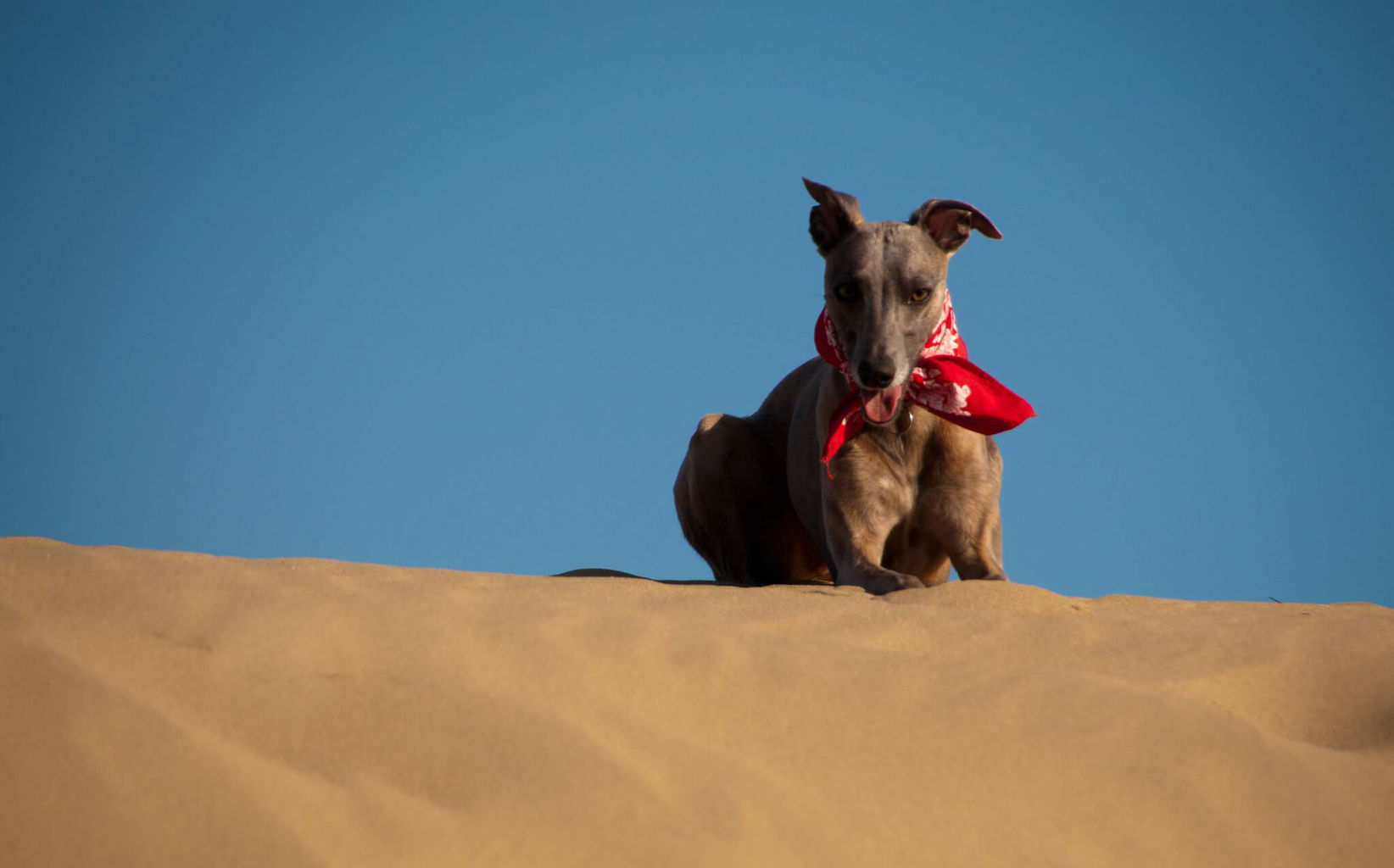 Do Whippets Bark A Lot? (The Truth) - WhippetCentral