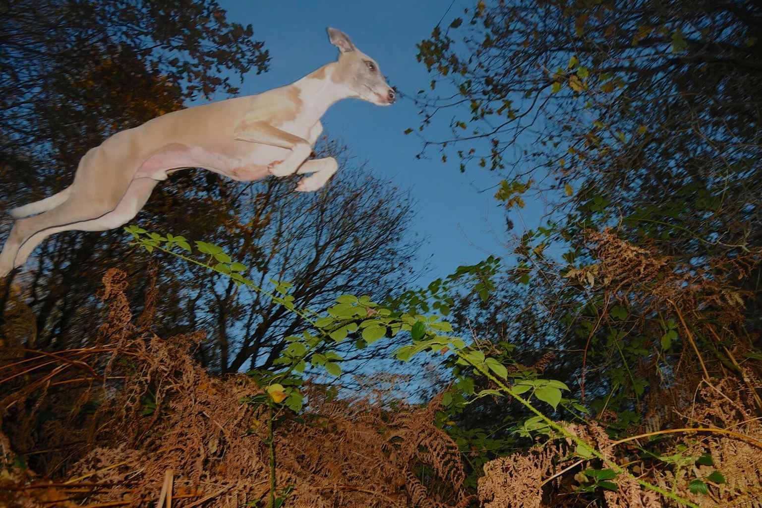 How To Train A Whippet To Hunt Rabbits - WhippetCentral