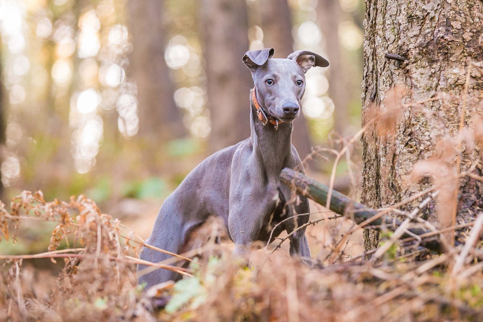 How To Train A Whippet To Hunt Rabbits - WhippetCentral