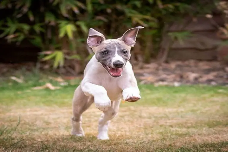 How To Take Care Of Your Whippet Puppy - WhippetCentral