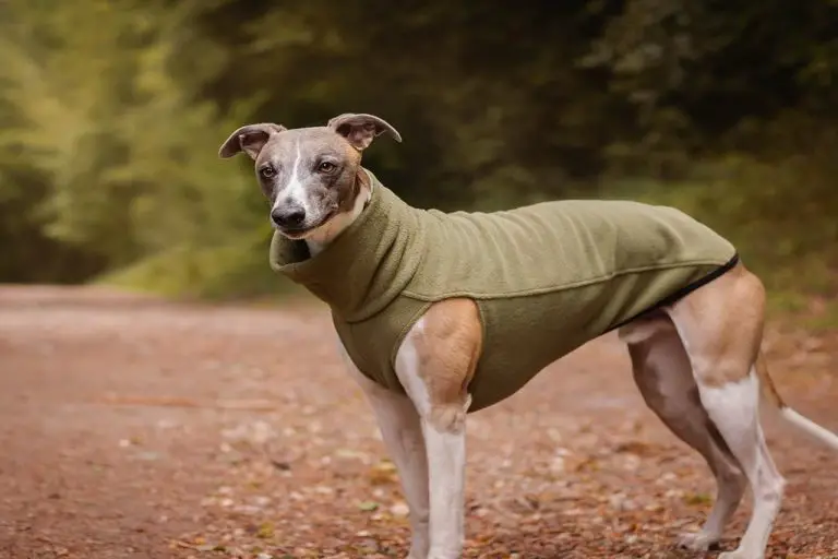 Do Whippets Cry A Lot? - (The Truth) - WhippetCentral