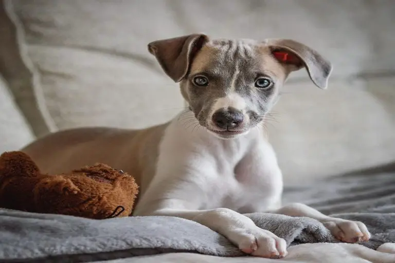How To Take Care Of Your Whippet Puppy - WhippetCentral