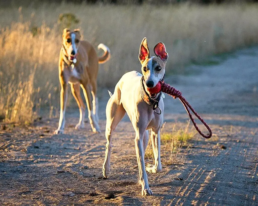 Whippet Facts & Useful Info - WhippetCentral
