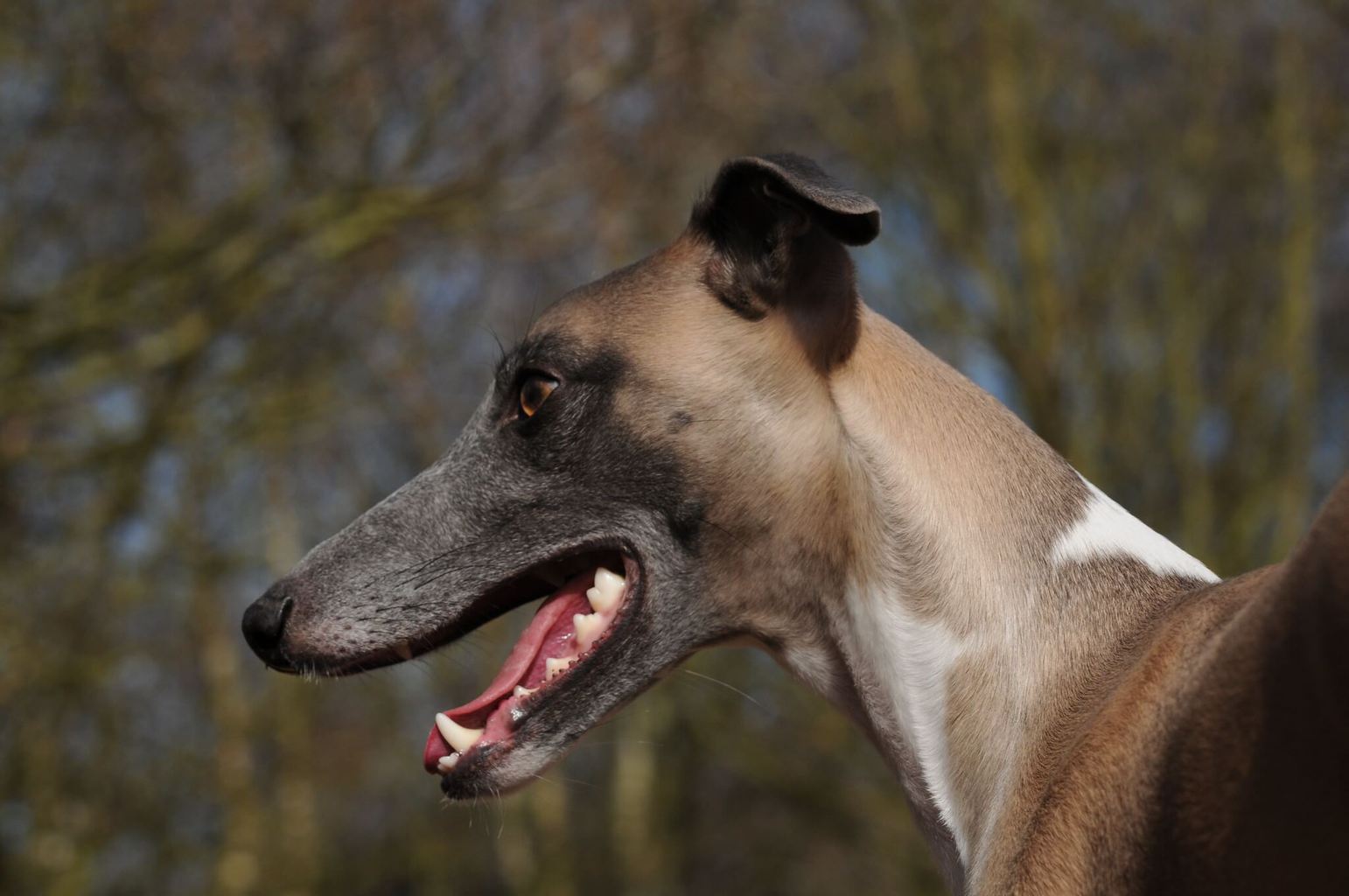 When Will My Whippet Puppy Stop Teething? - WhippetCentral