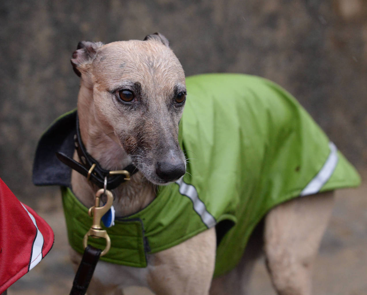 How To Tell If Your Whippet Is Overheating - WhippetCentral