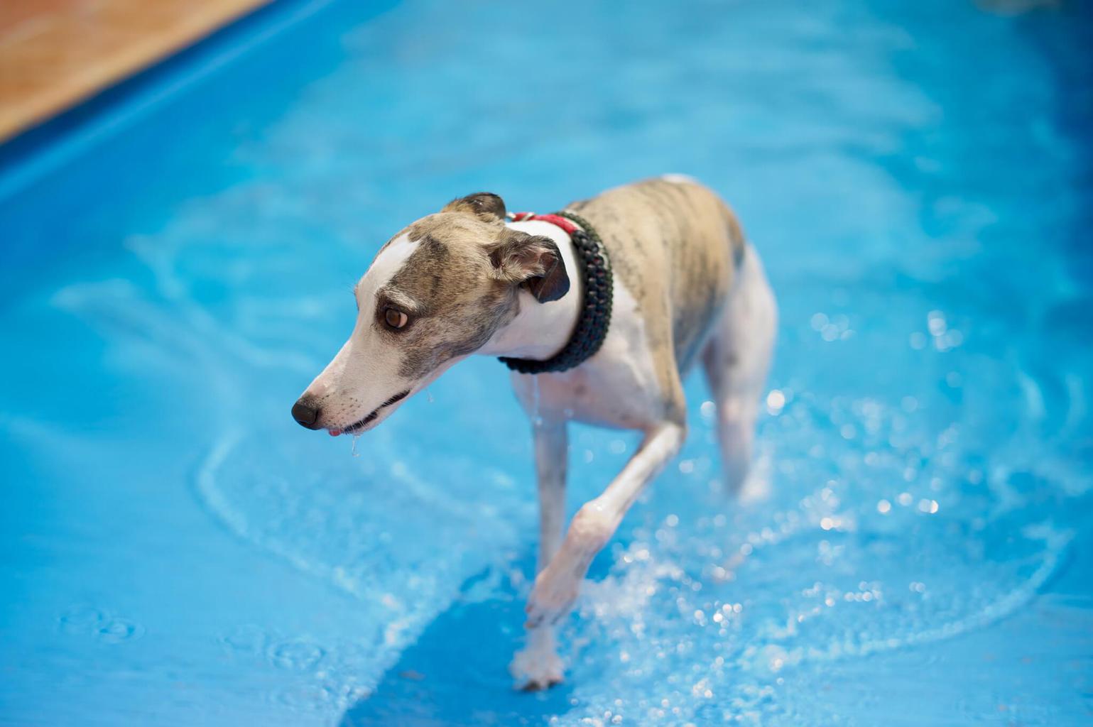 Does The Whippet Like To Swim
