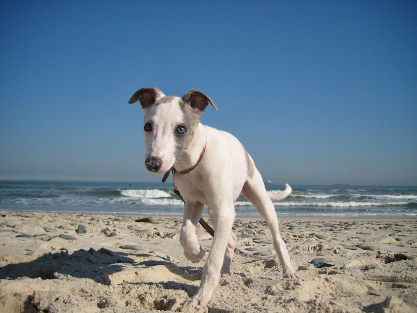 Whippet Health & Care! - WhippetCentral