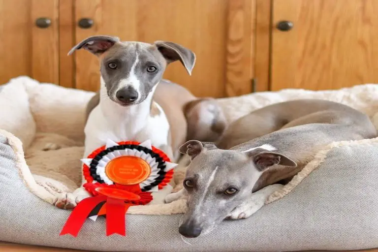 How High Can Whippets Jump? - WhippetCentral
