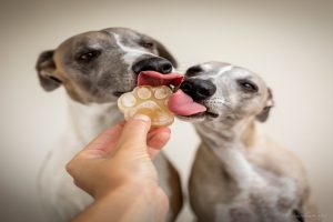 5 Best Dog Treats For Whippets - WhippetCentral