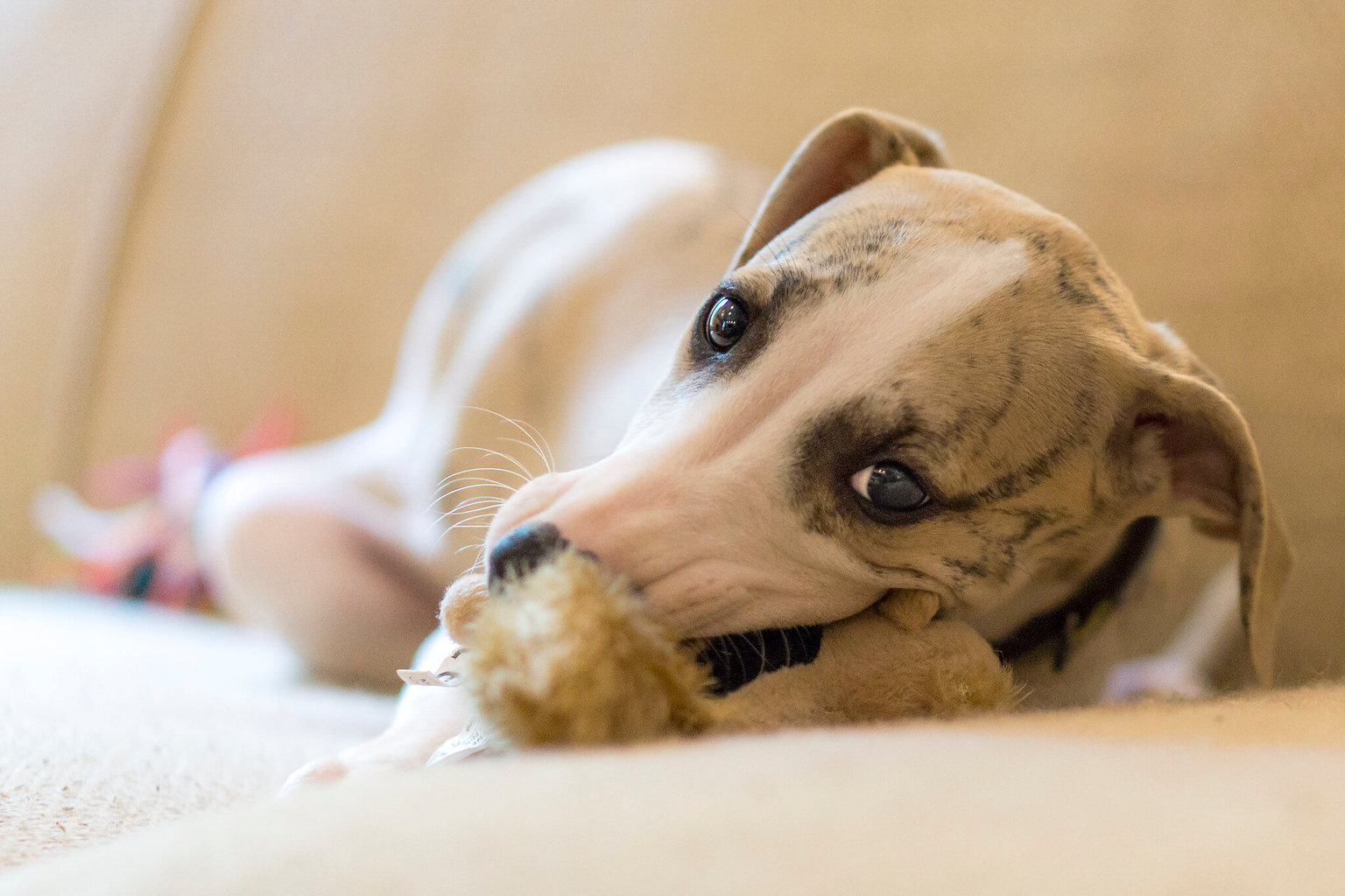 When Do Whippet Puppies Lose Their Teeth? - WhippetCentral