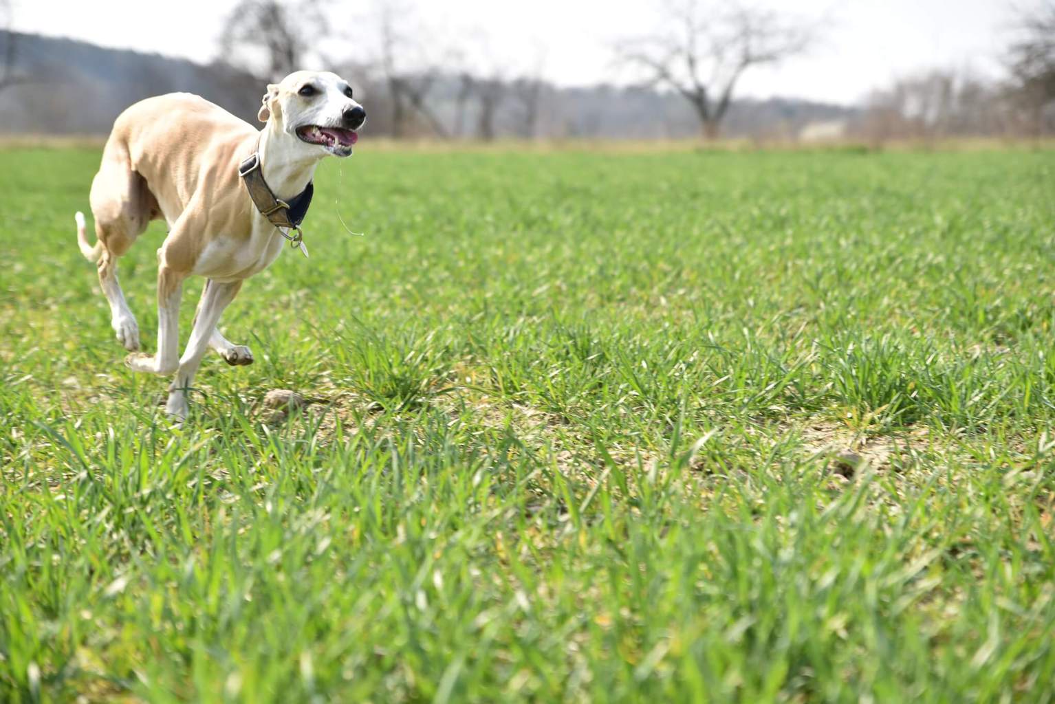 Are Whippets Good Racing Dogs? - WhippetCentral
