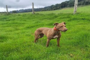 What Is A Bull Whippet? - A Bull Whippet Guide!