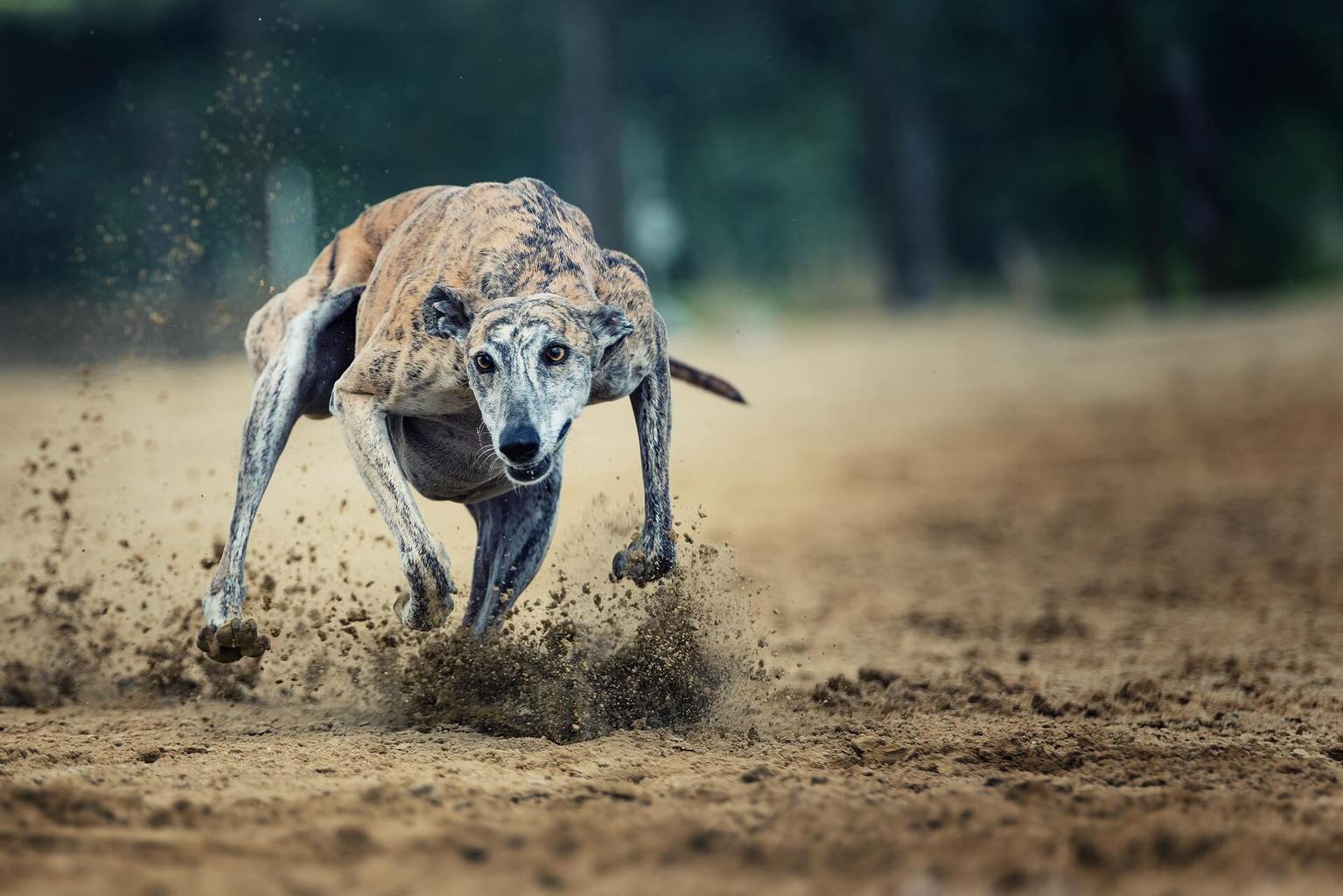 Whippet vs Greyhound: What's The Difference? - WhippetCentral