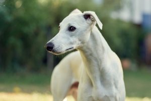 Whippet Colours: The Different Options - WhippetCentral