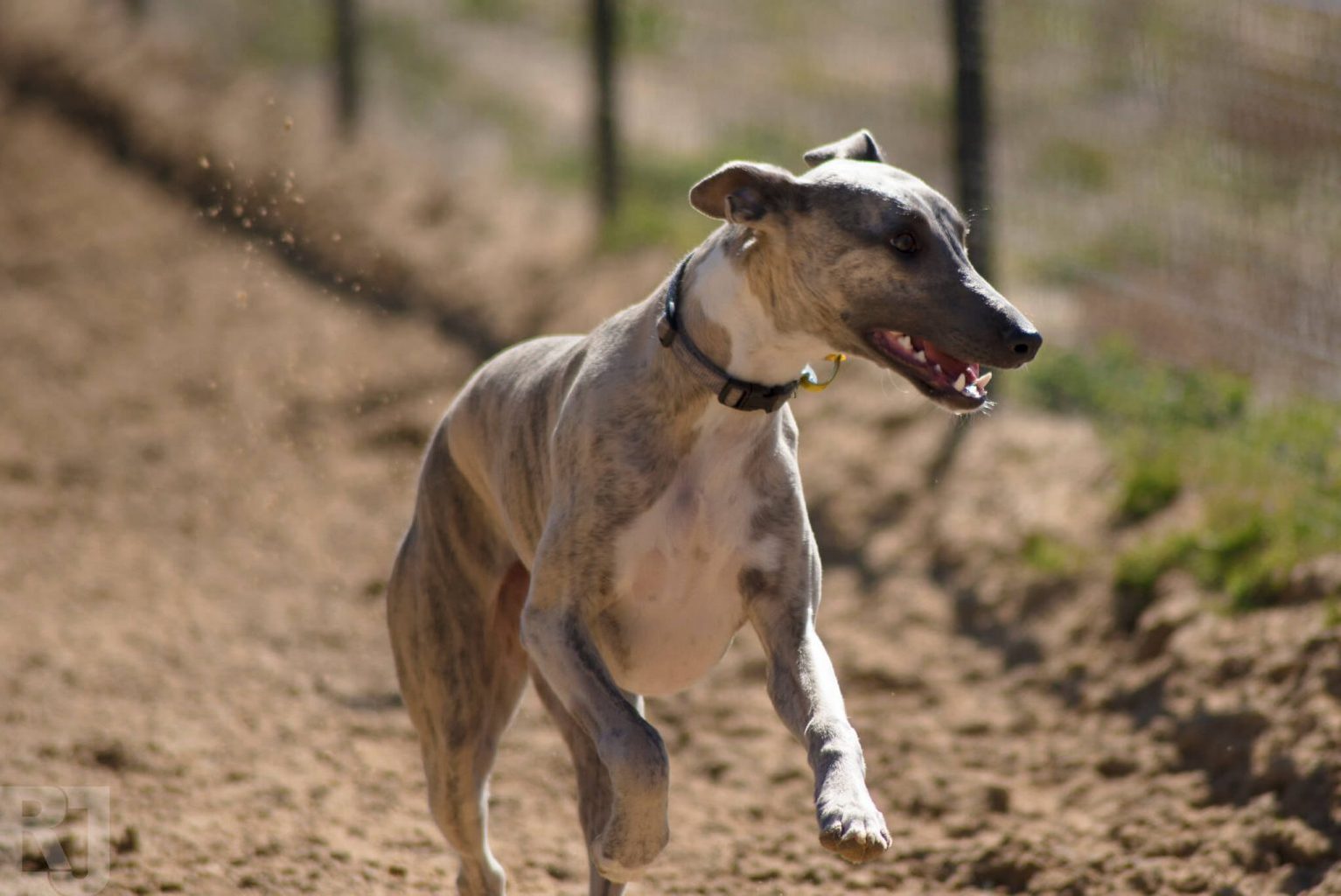 Why Do Whippets Chatter Their Teeth? - WhippetCentral
