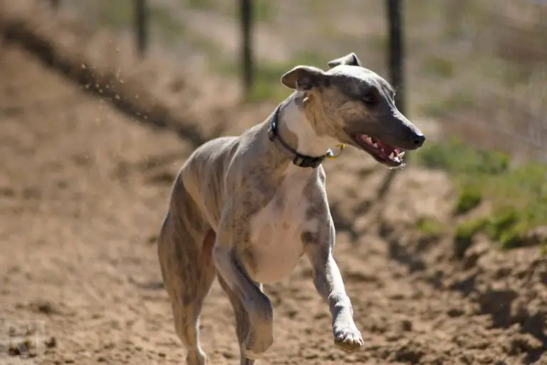 Why Do Whippets Chatter Their Teeth? - WhippetCentral