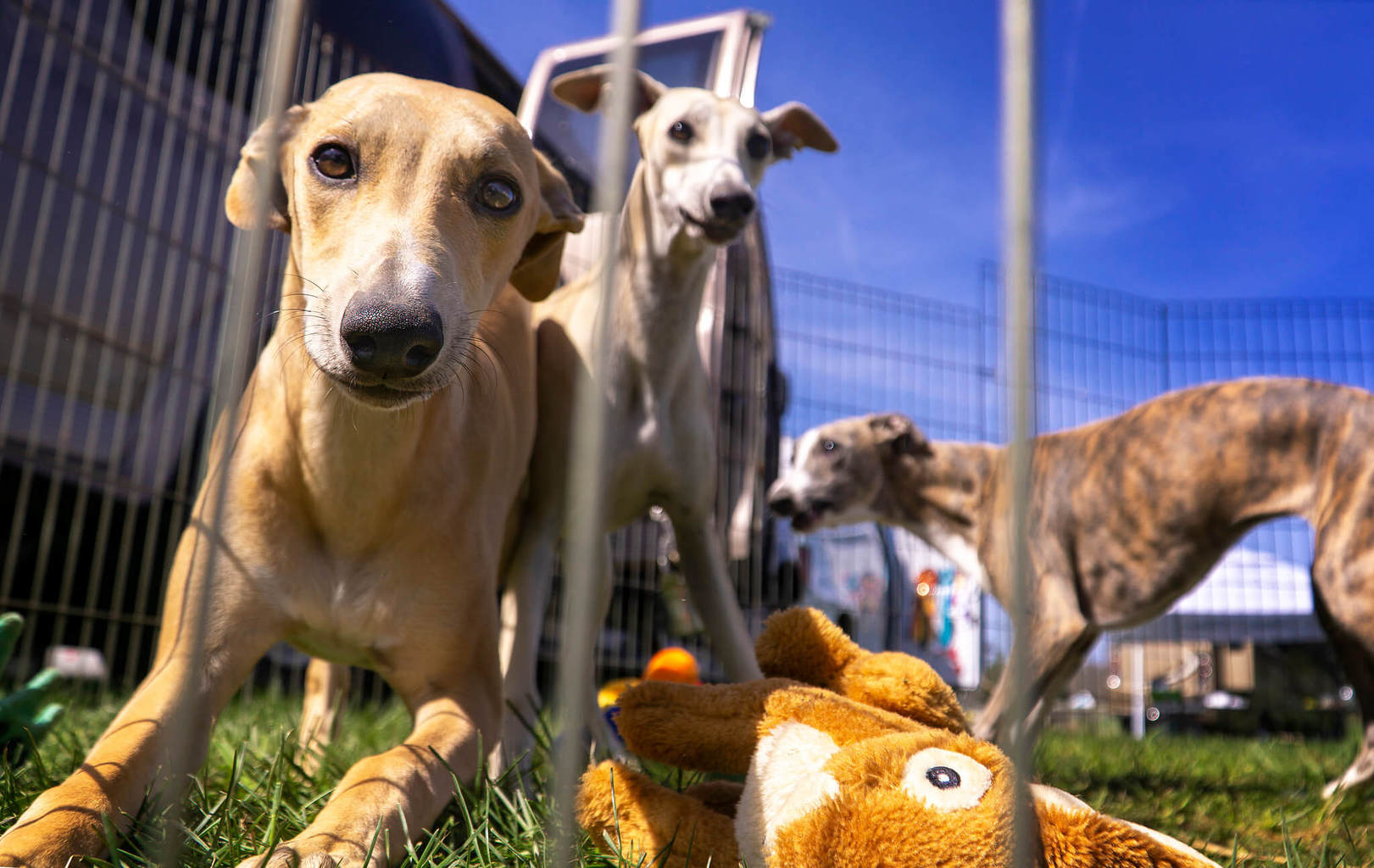 Why Do Whippets Burrow So Much WhippetCentral why-do-whippets-burrow-so-much-whippetcentral