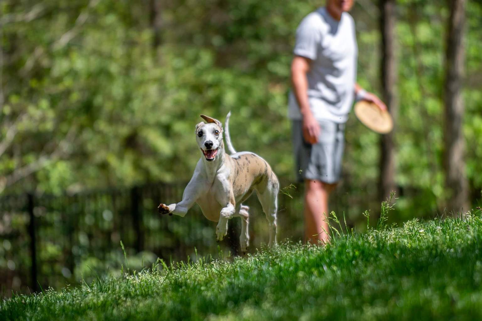 Are Whippets Good With Babies? - WhippetCentral