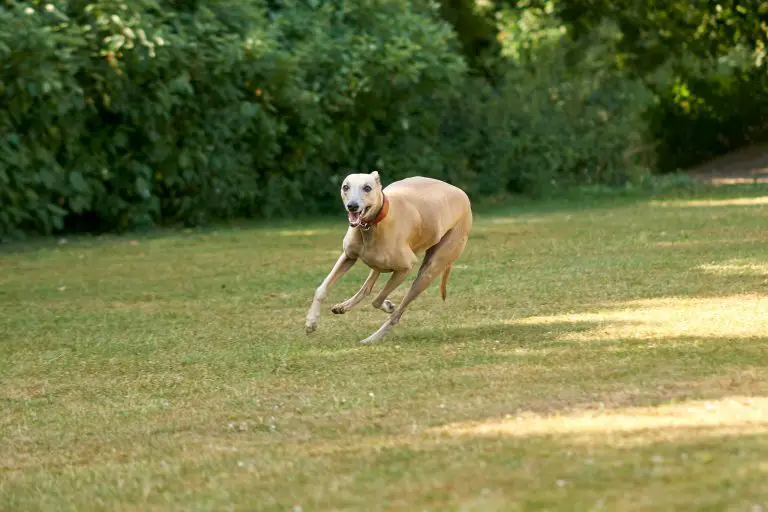 How To Bond With Your Whippet - WhippetCentral