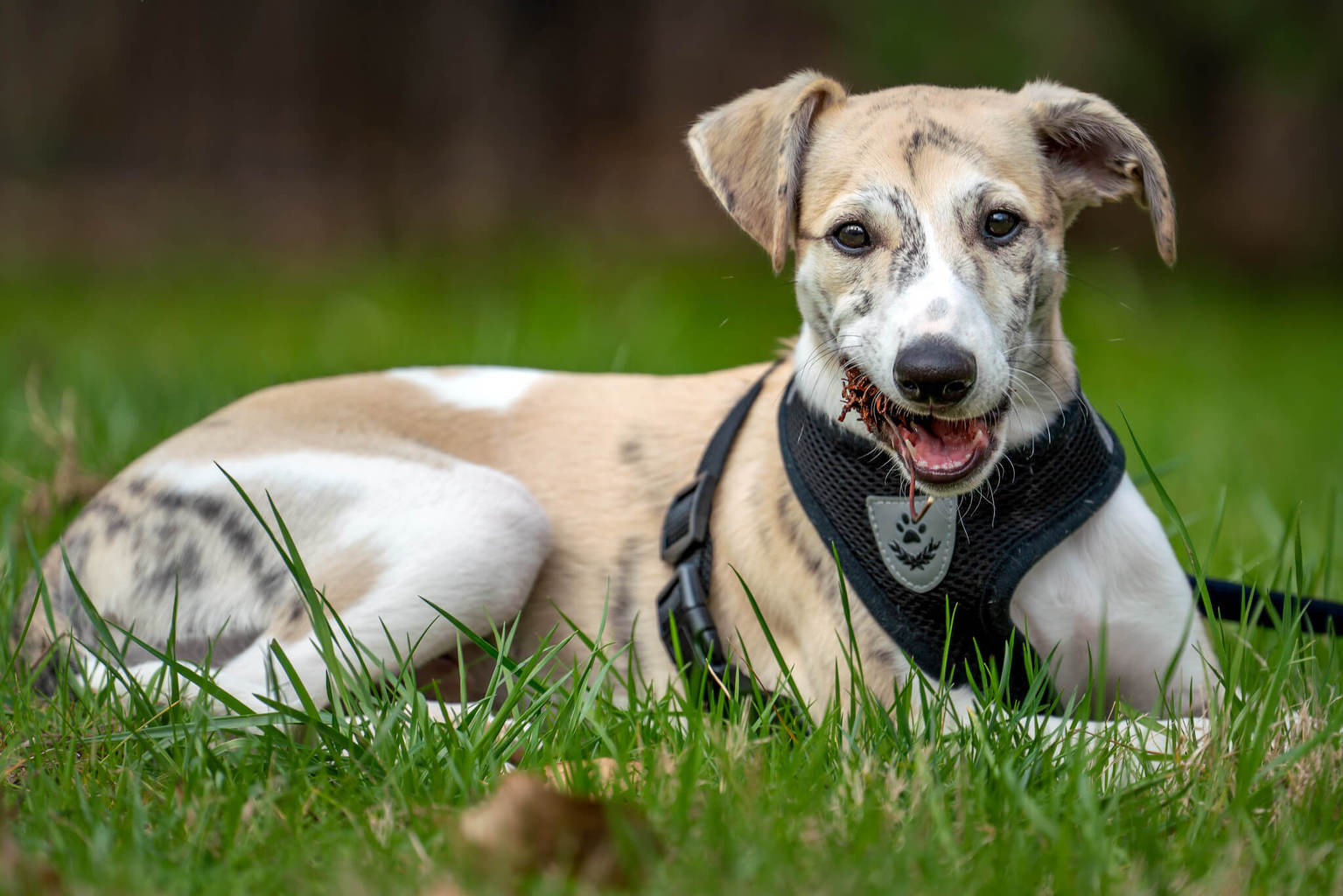 How To Bond With Your Whippet - WhippetCentral
