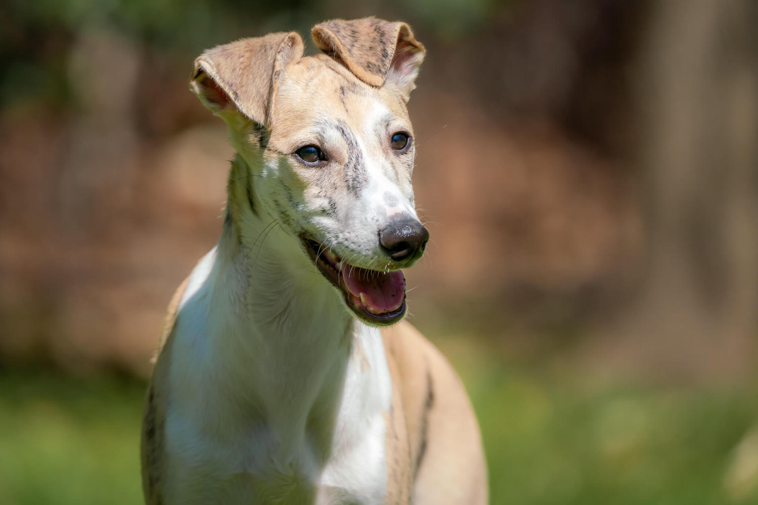 How To Clean Your Whippets Teeth Correctly - WhippetCentral