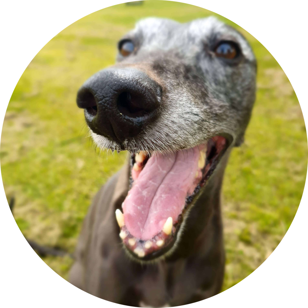 Whippet Colours: The Different Options - WhippetCentral