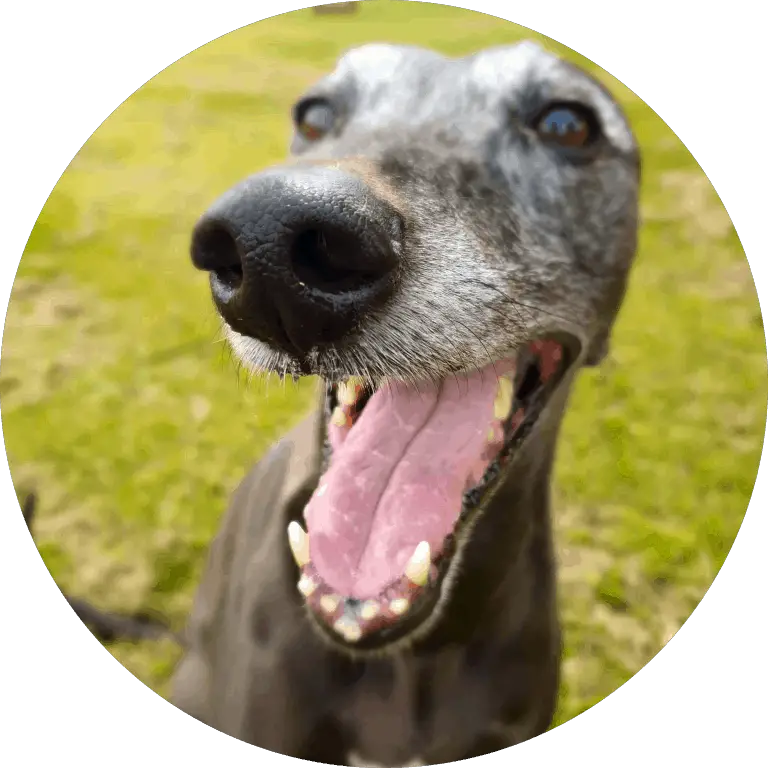 Whippet Puppies: Everything You Need To Know - WhippetCentral