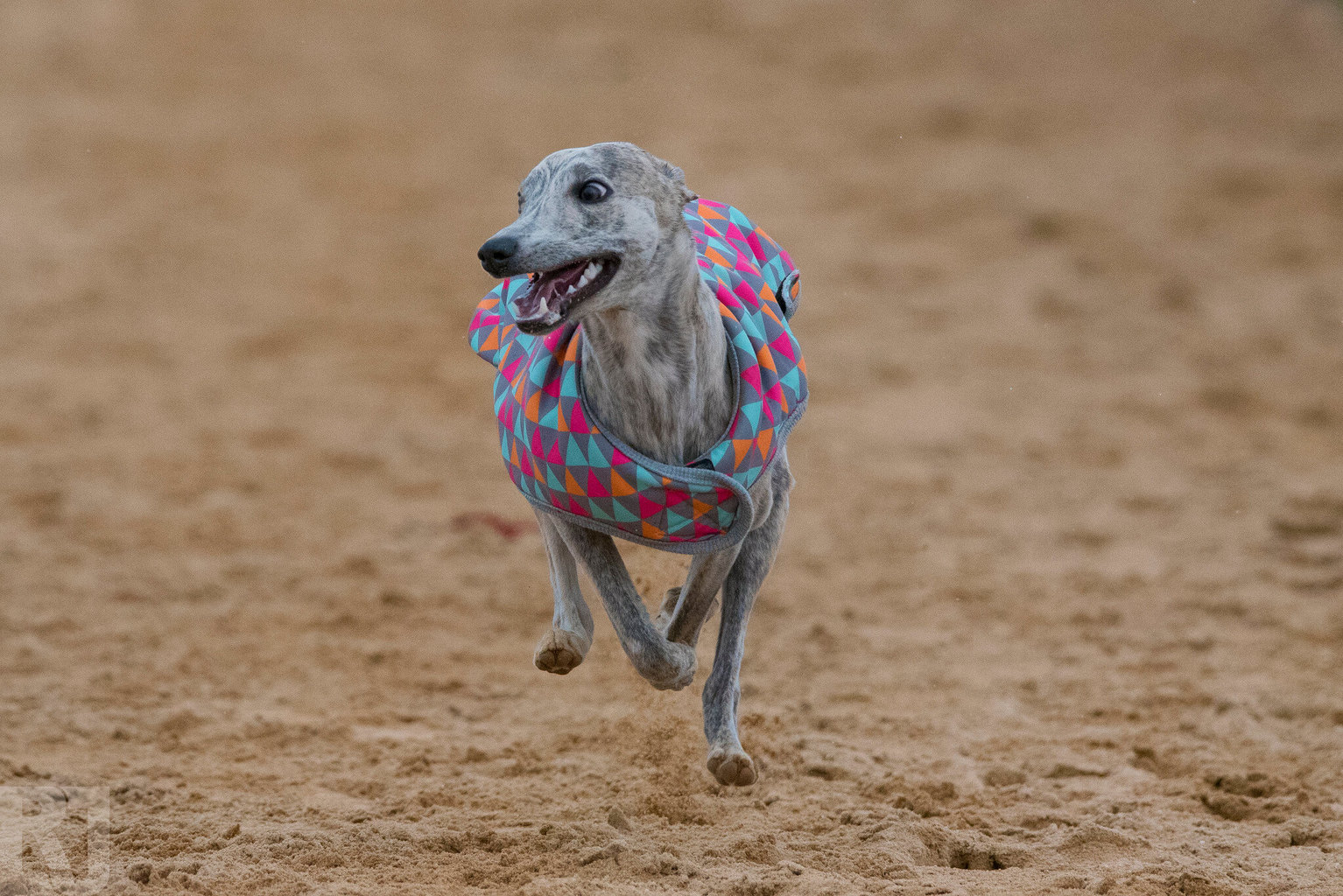 When Will My Whippet Have Her First Season? - WhippetCentral