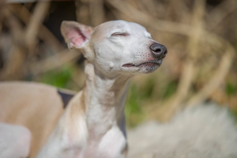 Are Whippets Good Pets? The Whole Truth - WhippetCentral