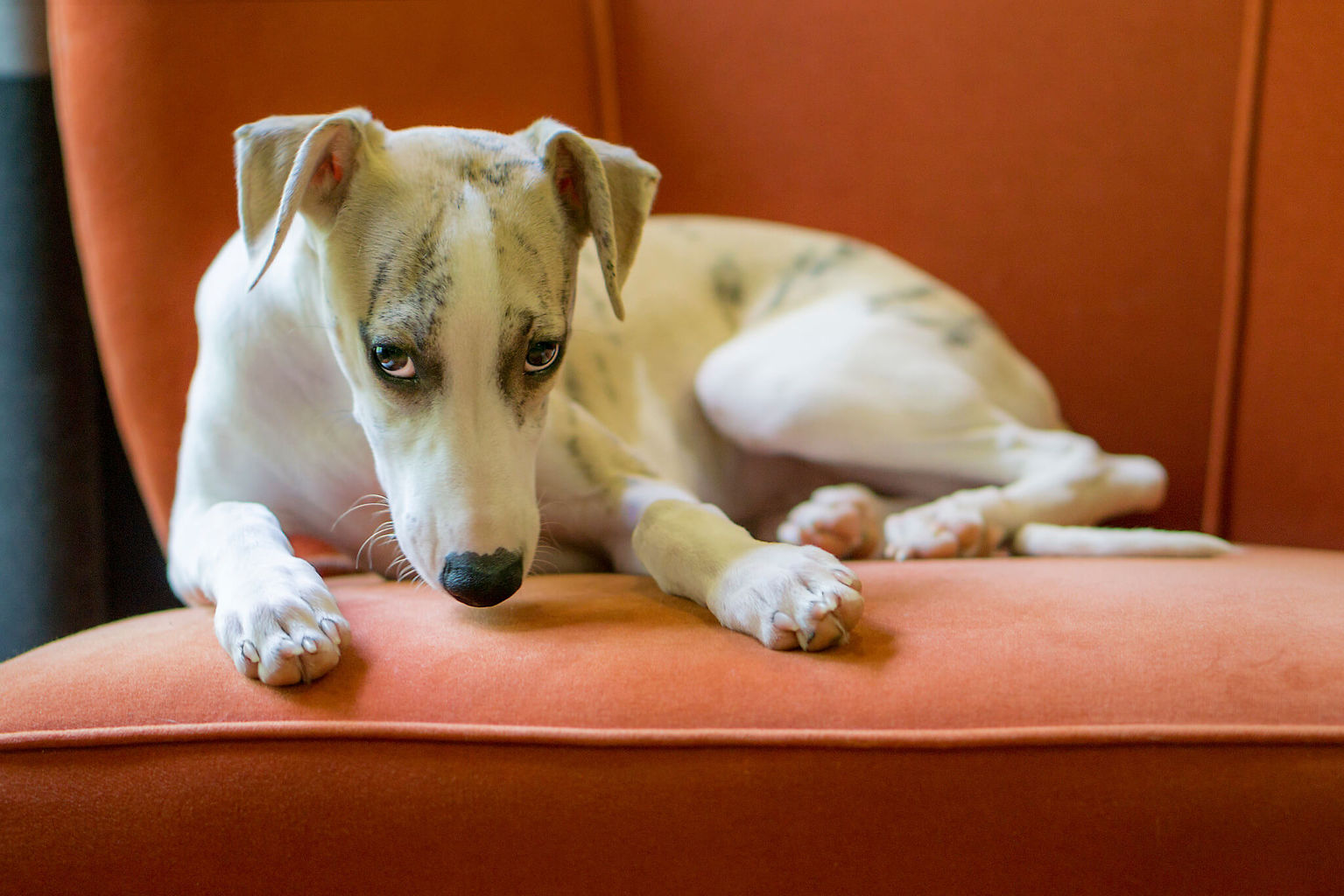 What To Do When My Whippet Is Sick - WhippetCentral