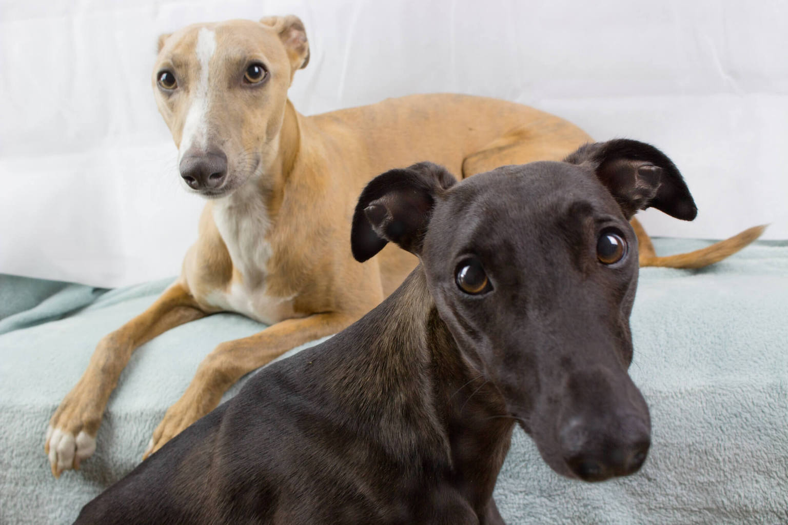 Are Whippet Puppies Hard Work? - WhippetCentral