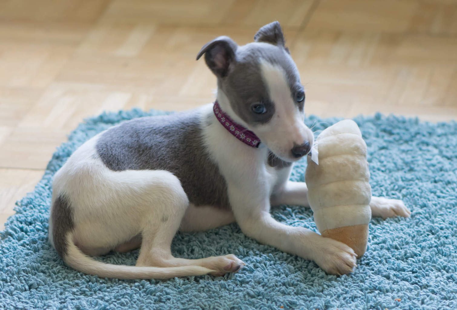 The Ultimate Whippet Puppy Survival Guide - WhippetCentral