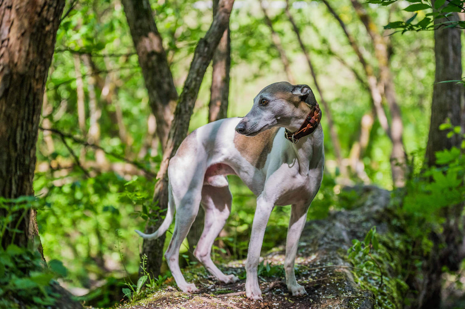 What Does Working Whippet Mean? - WhippetCentral