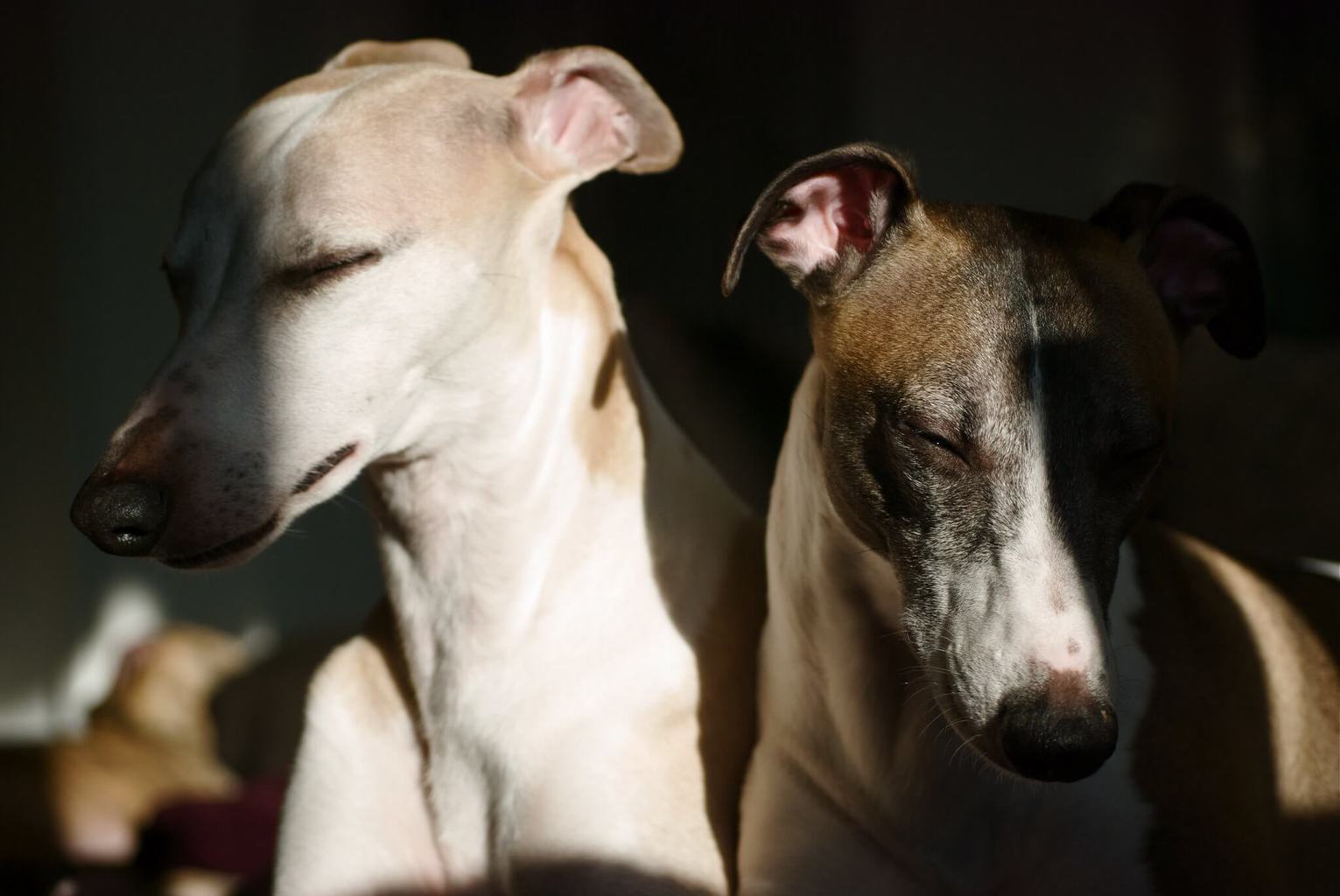 Should I Choose A Male Or Female Whippet? - WhippetCentral