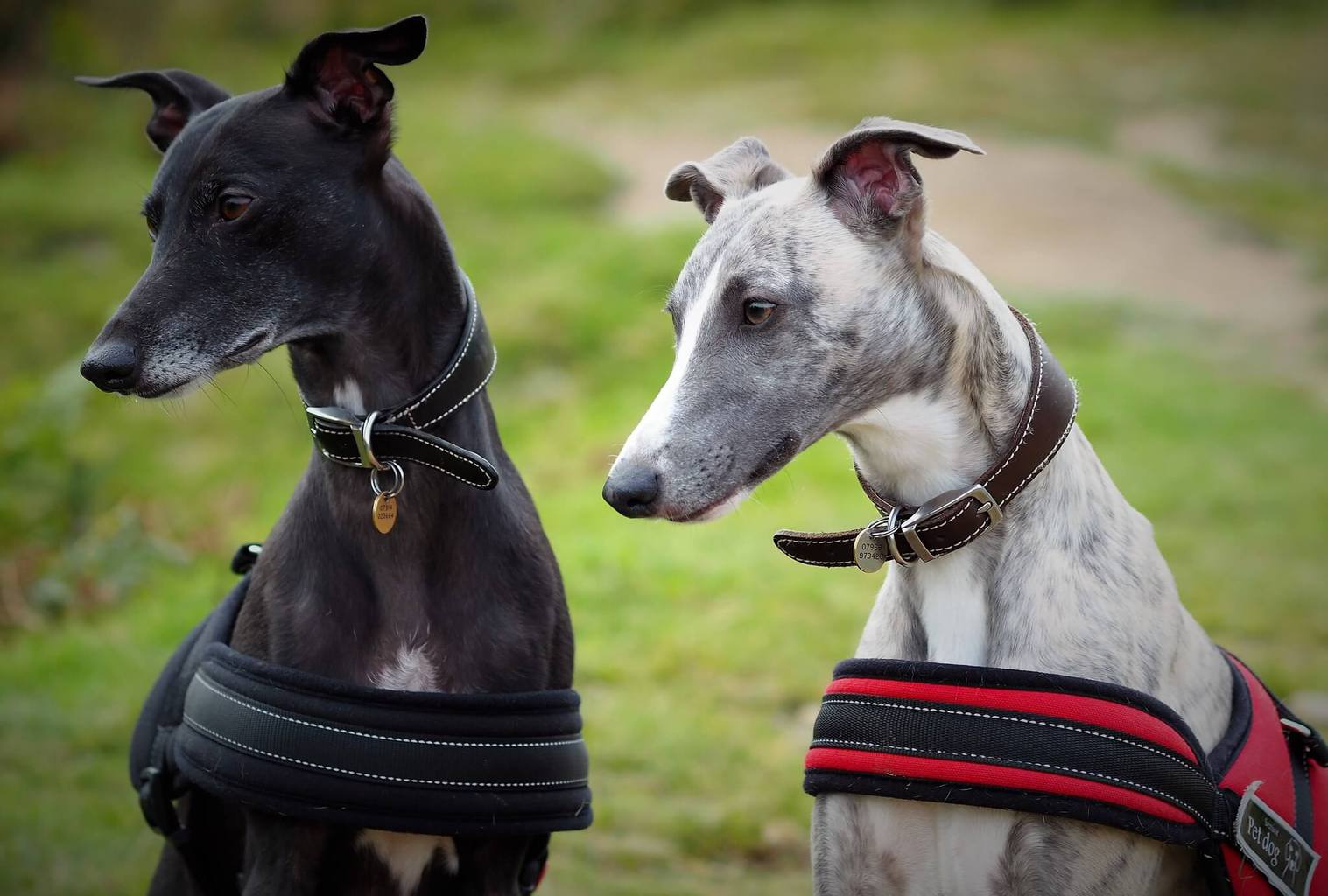 How To Stop Your Whippet From Running Away - WhippetCentral