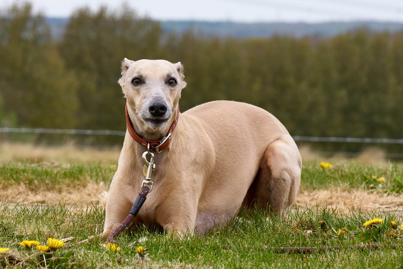Are Whippets Obedient Dogs? - WhippetCentral